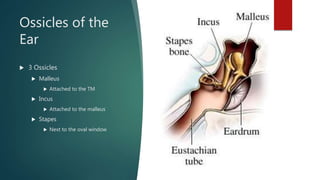 Anatomy Lab Exercise 18: Intro Sensory Receptors | PPTX