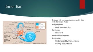 Anatomy Lab Exercise 18: Intro Sensory Receptors | PPTX