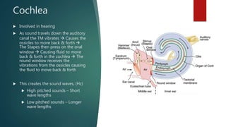 Anatomy Lab Exercise 18: Intro Sensory Receptors | PPT
