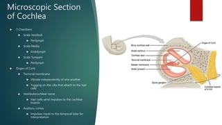 Anatomy Lab Exercise 18: Intro Sensory Receptors | PPT