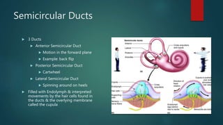 Anatomy Lab Exercise 18: Intro Sensory Receptors | PPT