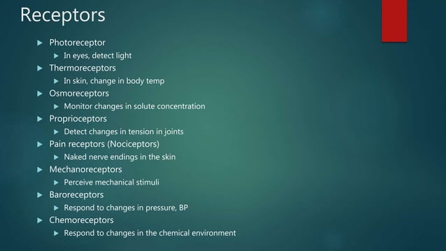 Anatomy Lab Exercise 18: Intro Sensory Receptors | PPT