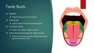 Anatomy Lab Exercise 18: Intro Sensory Receptors | PPT