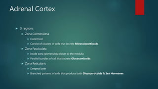 Anatomy Lab exercise 19 | PPT