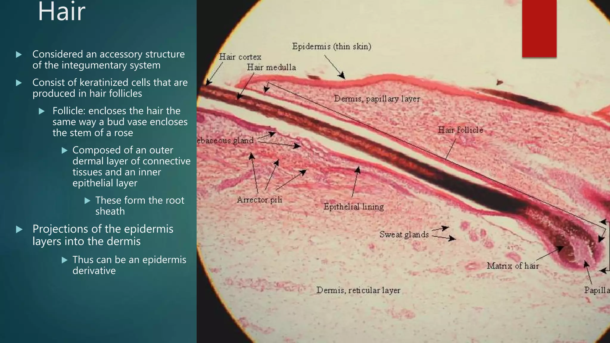 Anatomy Lab exercise 5 | PPTX