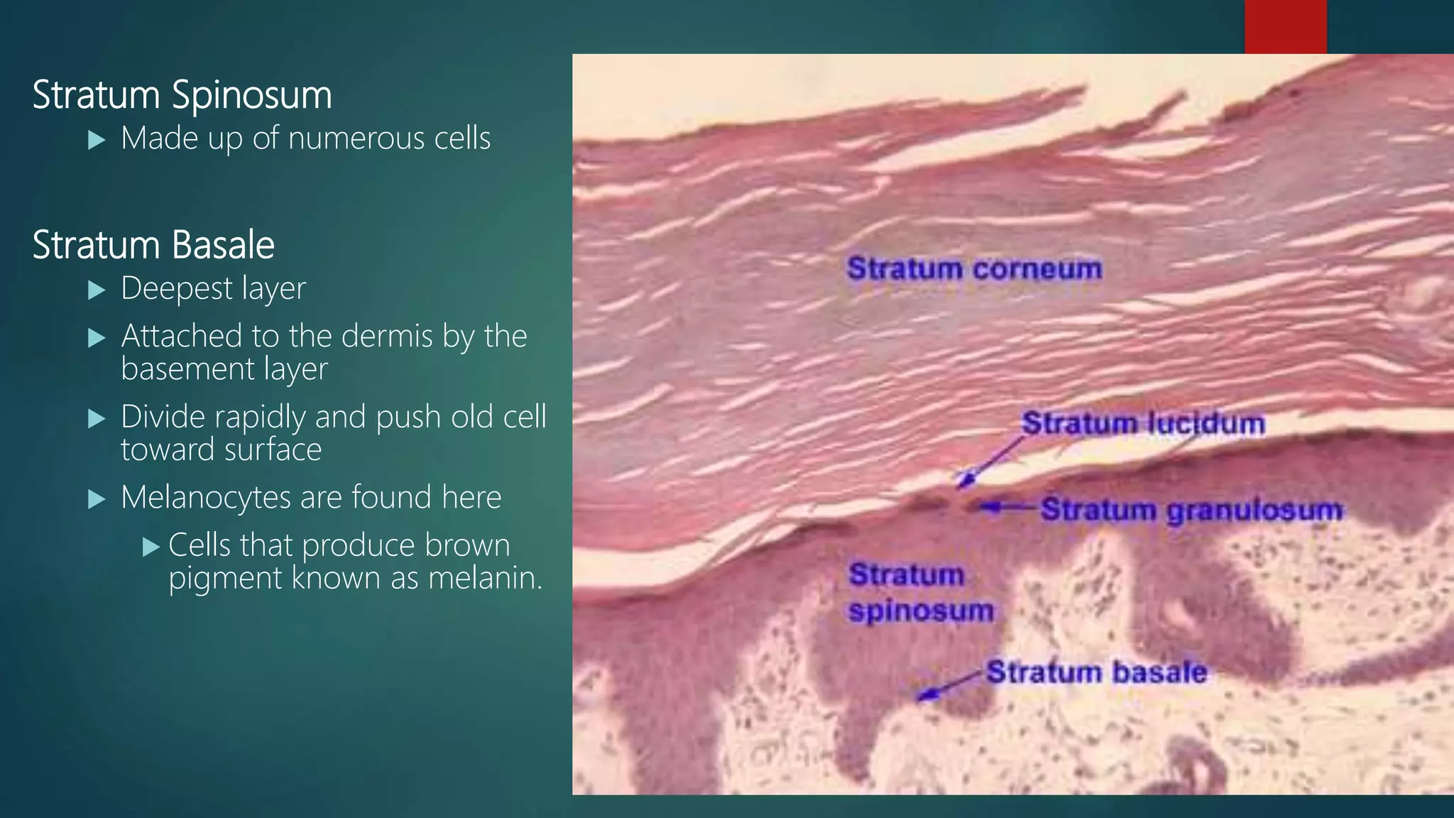 Anatomy Lab exercise 5 | PPTX