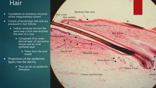 Anatomy Lab exercise 5 | PPTX