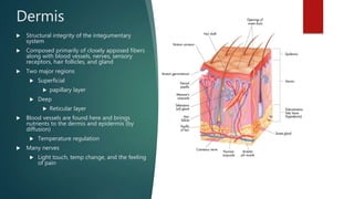 Anatomy Lab exercise 5 | PPTX