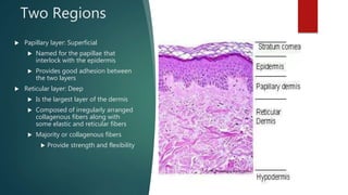 Anatomy Lab exercise 5 | PPTX