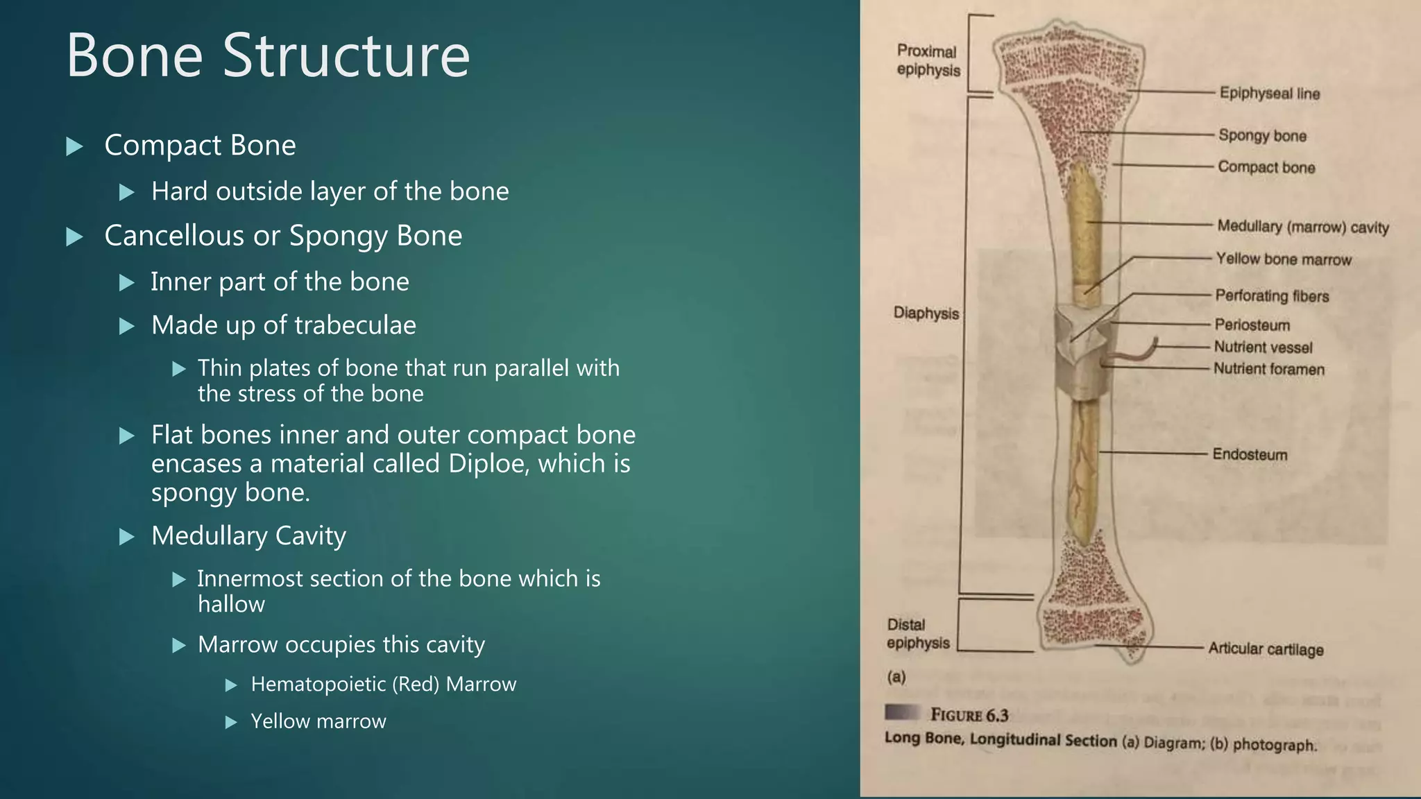 Anatomy Lab exercise 6 | PPTX