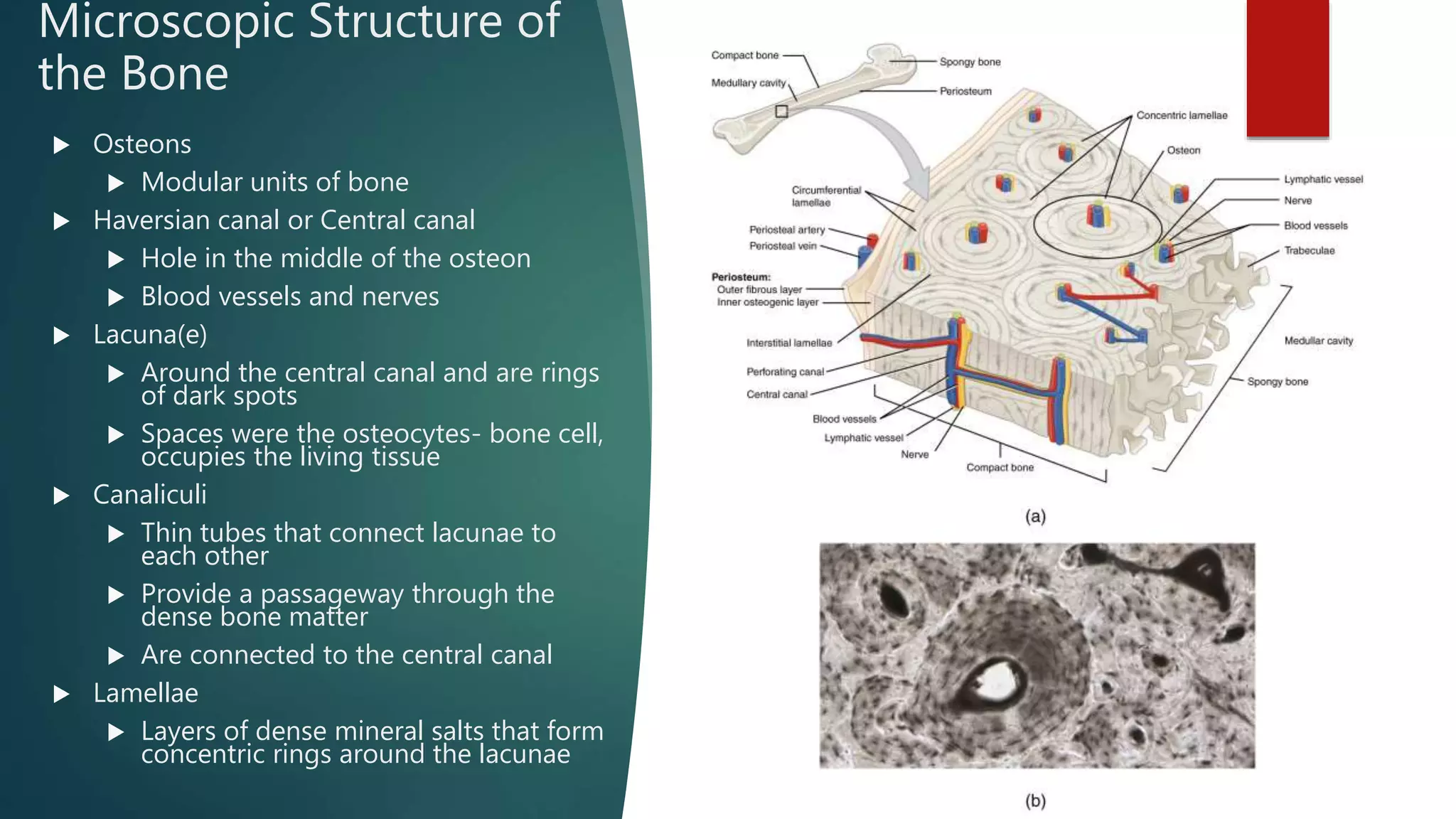 Anatomy Lab exercise 6 | PPTX