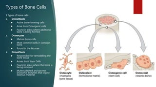 Anatomy Lab exercise 6 | PPTX
