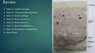 Anatomy Lab exercise 6 | PPTX