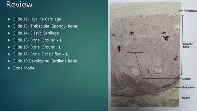 Anatomy Lab exercise 6 | PPT