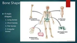 Anatomy Lab exercise 6 | PPTX