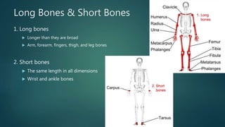 Anatomy Lab exercise 6 | PPTX