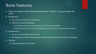 Anatomy Lab exercise 6 | PPTX