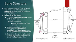 Anatomy Lab exercise 6 | PPTX