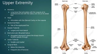 Anatomy Lab exercise 7 | PPT