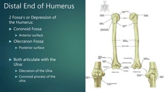 Anatomy Lab exercise 7 | PPT