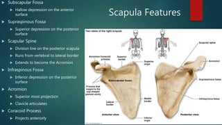Anatomy Lab exercise 7 | PPT