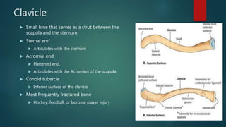 Anatomy Lab exercise 7 | PPTX