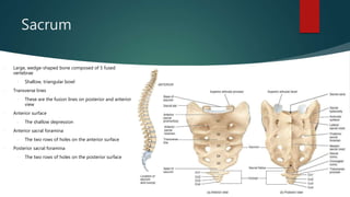 Anatomy Lab exercise 8 | PPTX