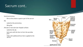Anatomy Lab exercise 8 | PPTX