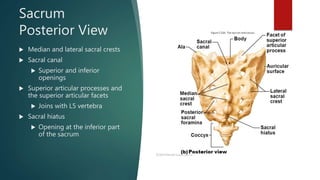 Anatomy Lab exercise 8 | PPTX