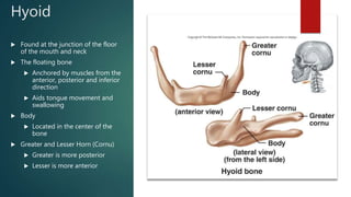 Anatomy Lab exercise 8 | PPTX