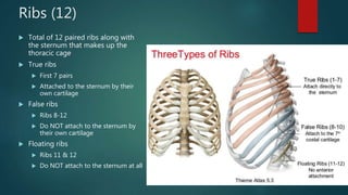 Anatomy Lab exercise 8 | PPTX