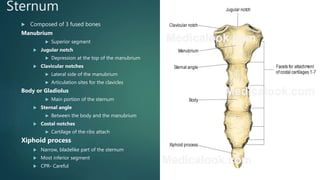 Anatomy Lab exercise 8 | PPTX