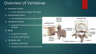 Anatomy Lab exercise 8 | PPTX