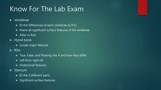 Anatomy Lab exercise 8 | PPTX