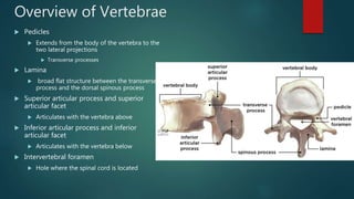 Anatomy Lab exercise 8 | PPTX