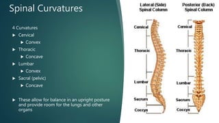 Anatomy Lab exercise 8 | PPTX