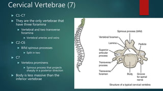 Anatomy Lab exercise 8 | PPTX