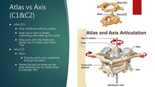 Anatomy Lab exercise 8 | PPTX