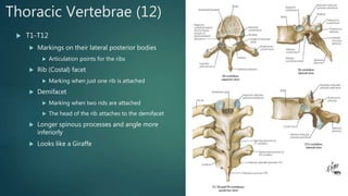 Anatomy Lab exercise 8 | PPTX