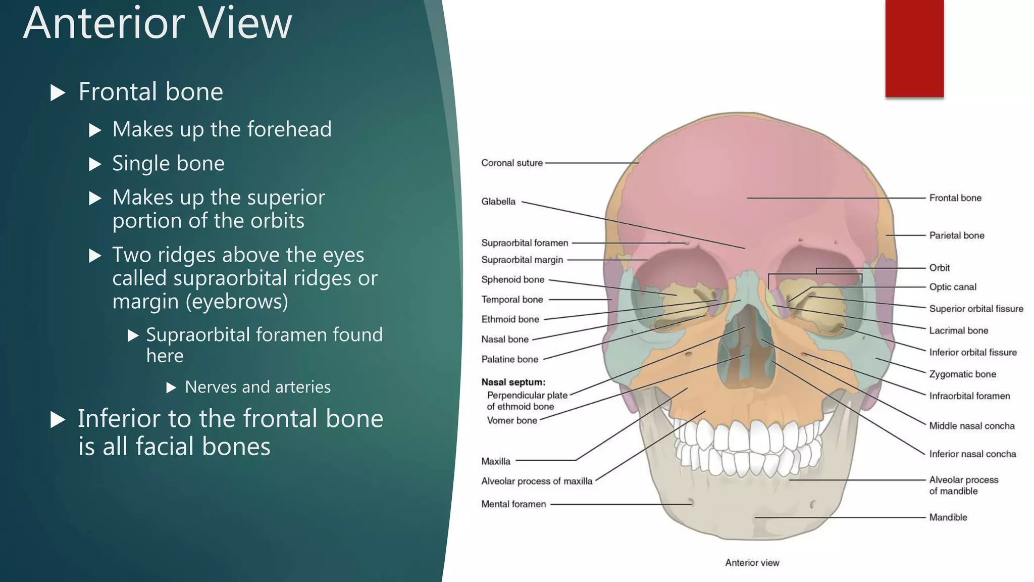 Anatomy Lab exercise 9 | PPT
