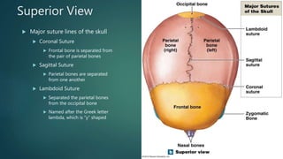 Anatomy Lab exercise 9 | PPT