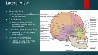 Anatomy Lab exercise 9 | PPT