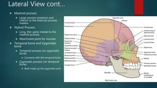 Anatomy Lab exercise 9 | PPT
