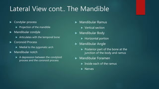 Anatomy Lab exercise 9 | PPT