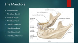 Anatomy Lab exercise 9 | PPT