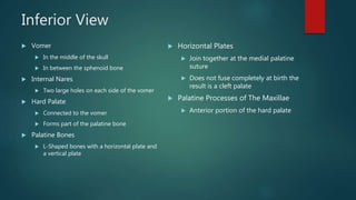 Anatomy Lab exercise 9 | PPT