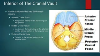 Anatomy Lab exercise 9 | PPTX