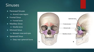 Anatomy Lab exercise 9 | PPTX