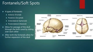 Anatomy Lab exercise 9 | PPT
