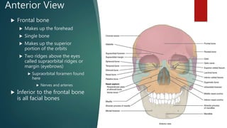 Anatomy Lab exercise 9 | PPT